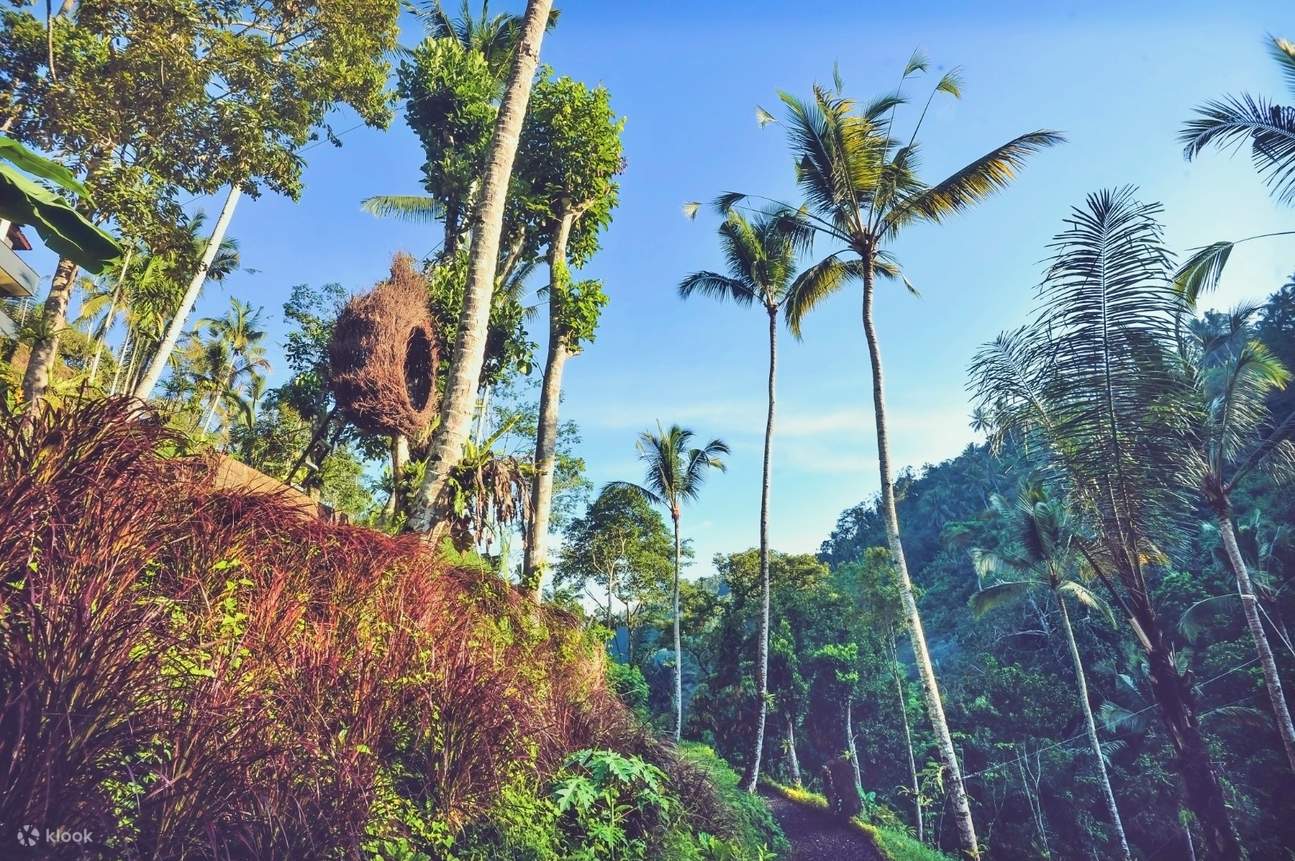 Payangan Valley Jungle Swing Ticket in Bali - Klook